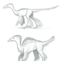 'Bird Head' Evolution by Birvan - Transfur